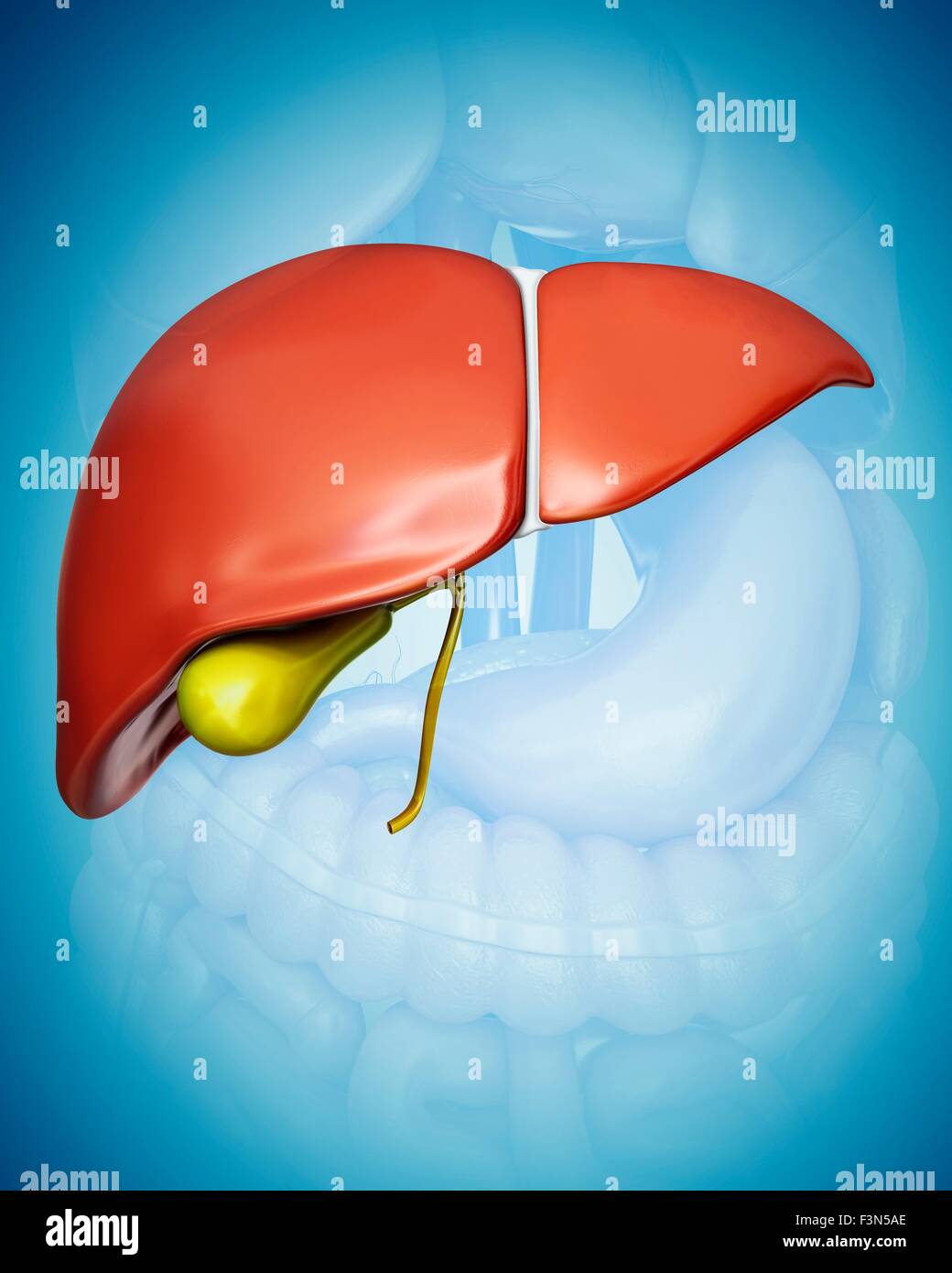Liver and gall bladder, illustration Stock Photo - Alamy
