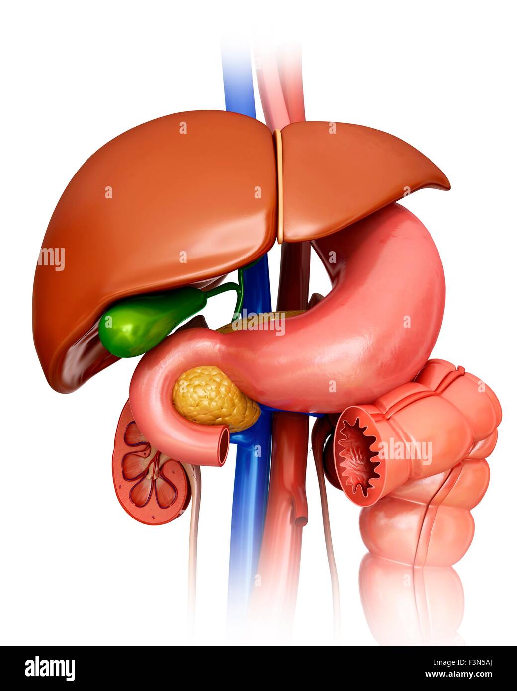 Human internal organs, illustration Stock Photo - Alamy