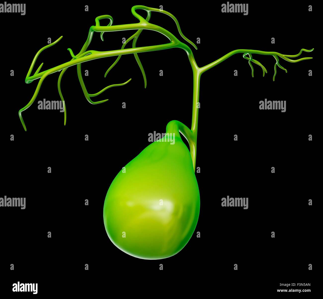 Human gall bladder, illustration Stock Photo - Alamy
