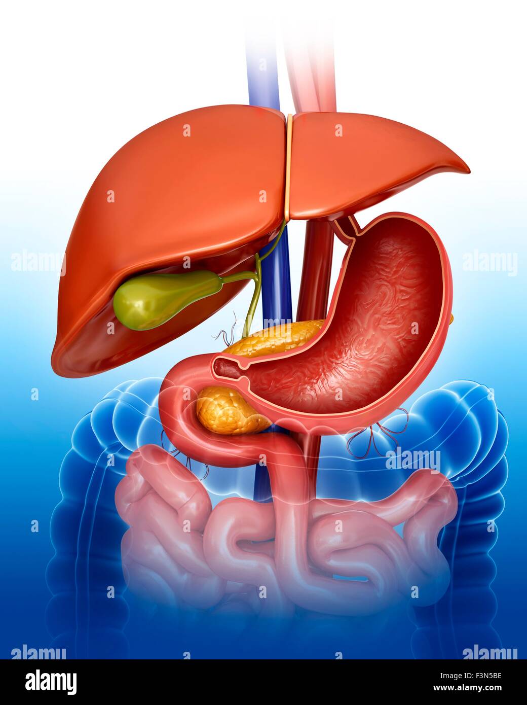 Stomach liver pancreas hi-res stock photography and images - Alamy
