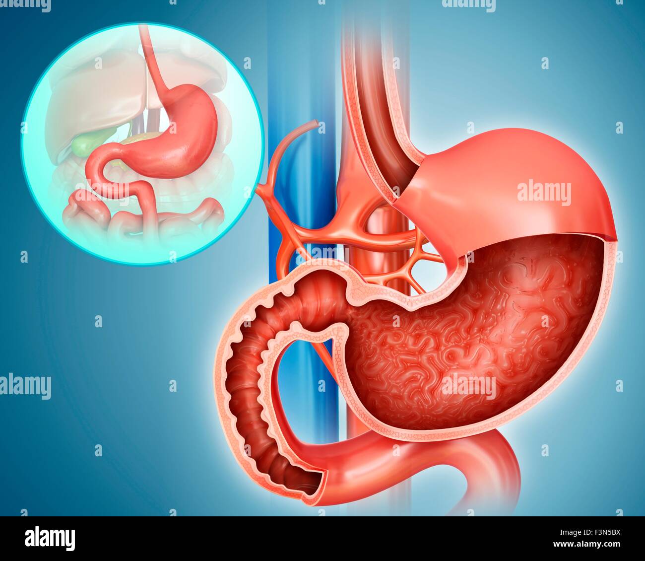 Cross section of stomach, illustration Stock Photo - Alamy