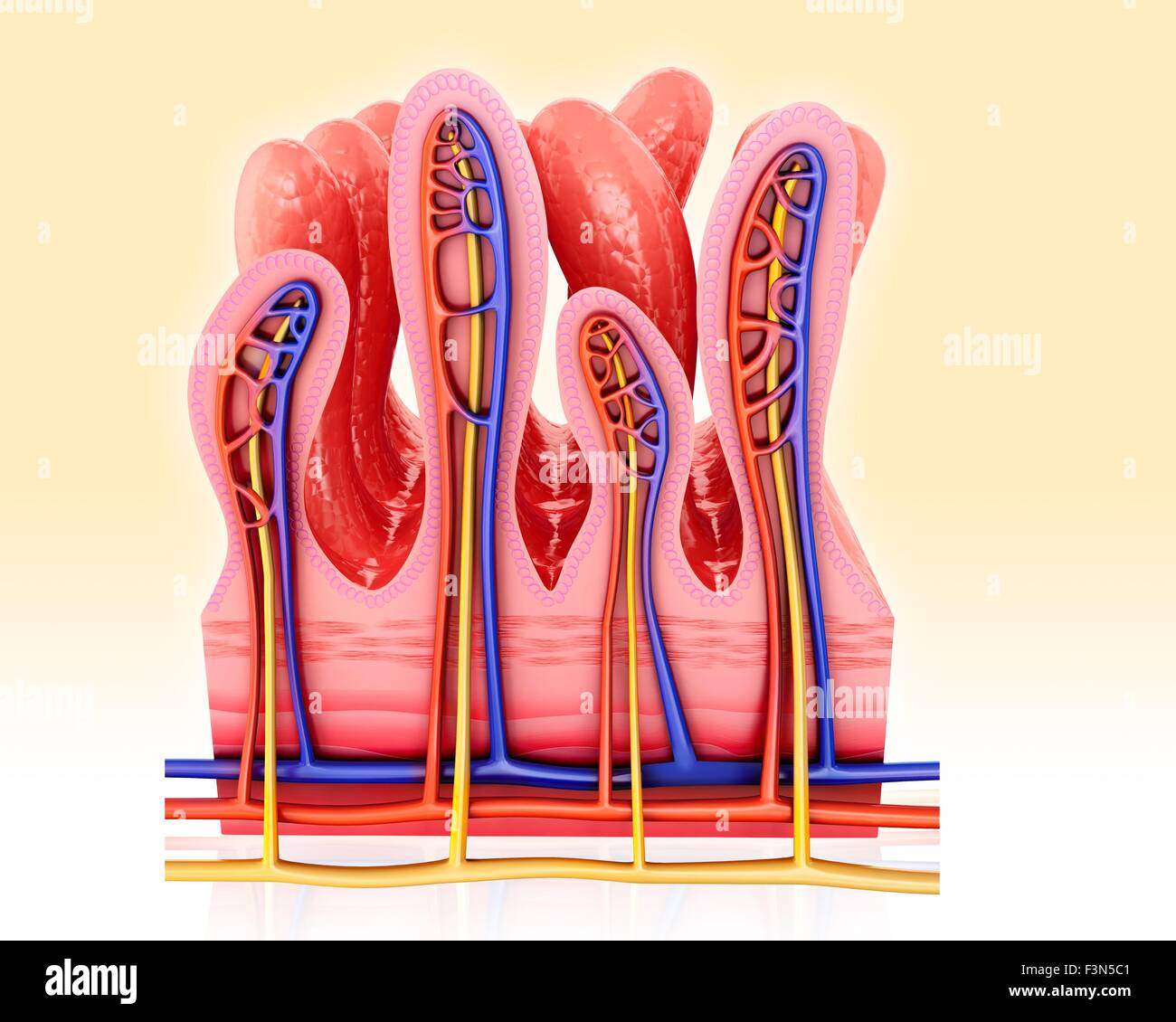 Human small intestine wall hi-res stock photography and images - Alamy