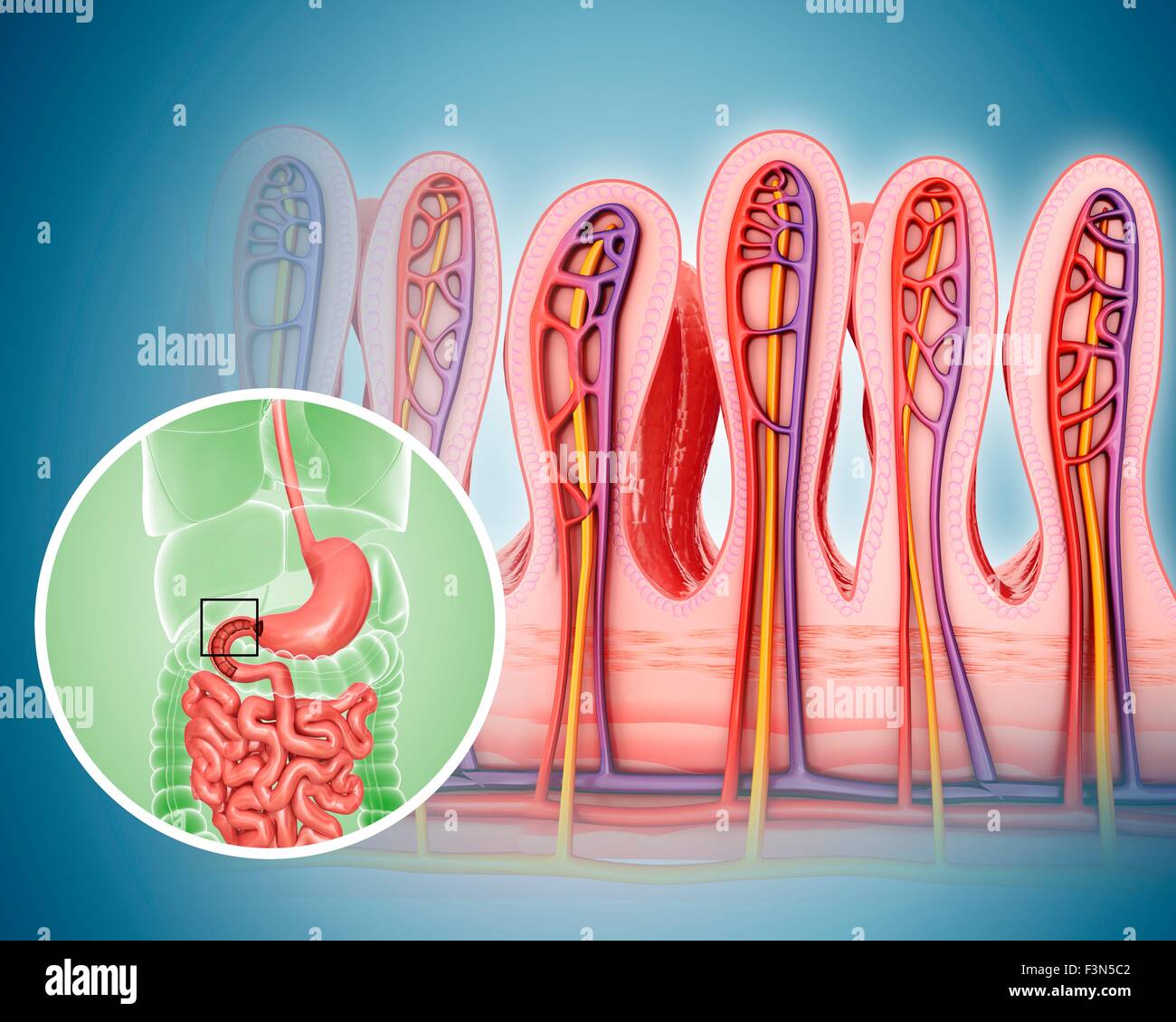 Human Small Intestinal Wall High Resolution Stock Photography and ...