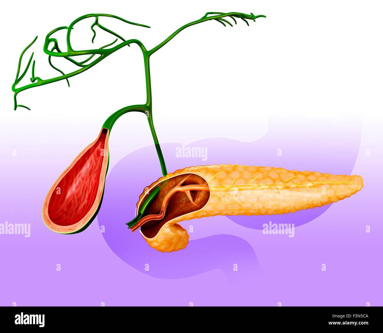 Gall bladder and pancreas, illustration Stock Photo - Alamy