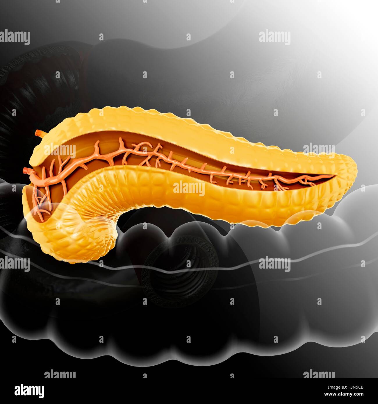Human pancreas; section hi-res stock photography and images - Alamy
