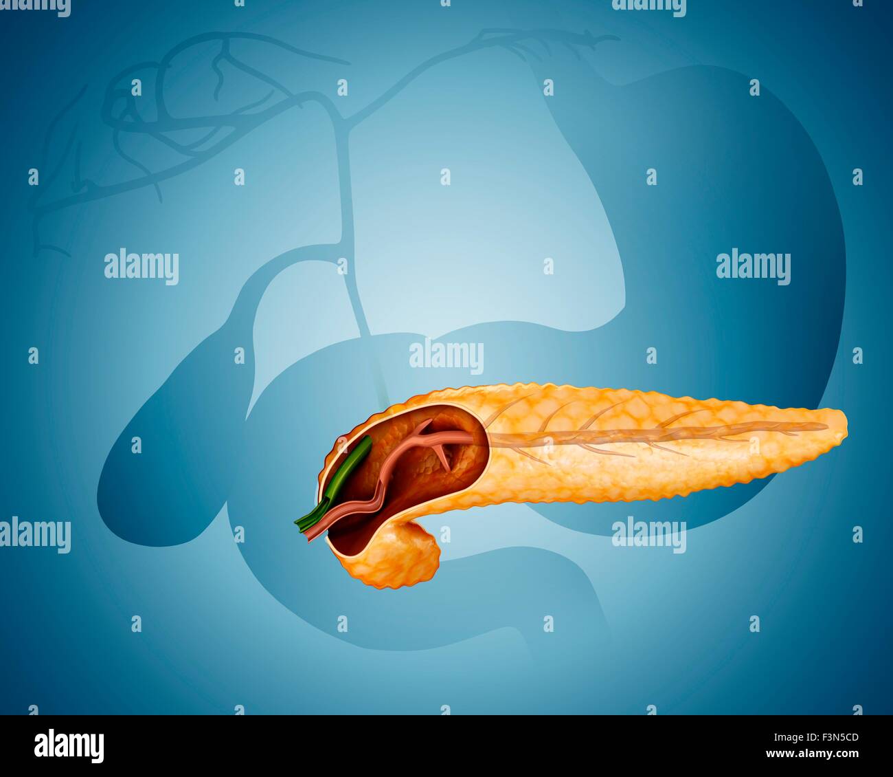 Cross section of pancreas, illustration Stock Photo - Alamy