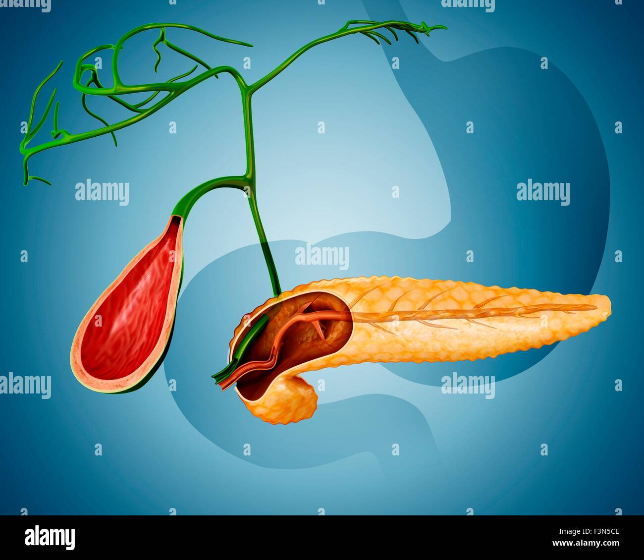 Pancreas and gall bladder, illustration Stock Photo - Alamy