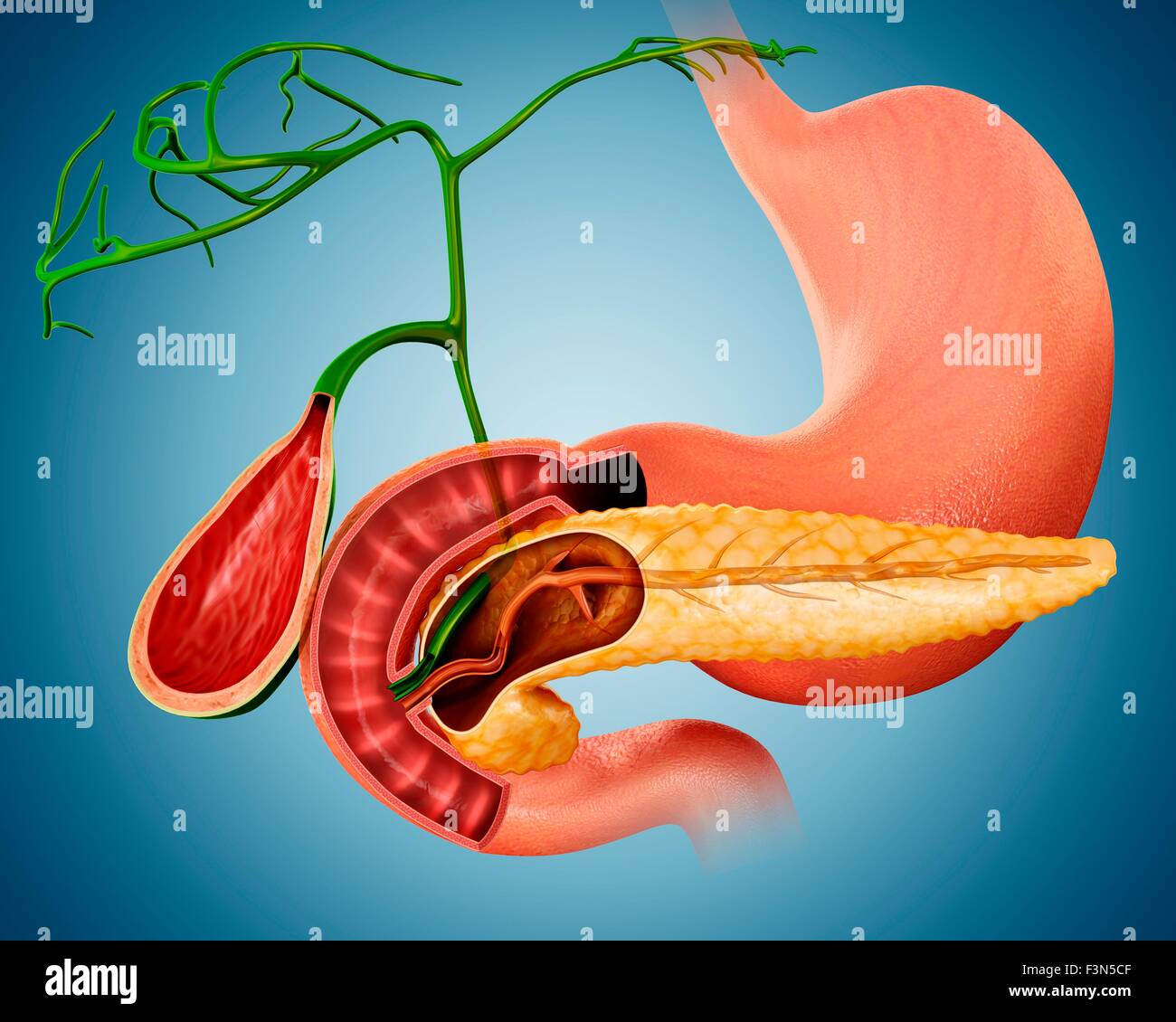 Gall bladder and pancreas, illustration Stock Photo - Alamy