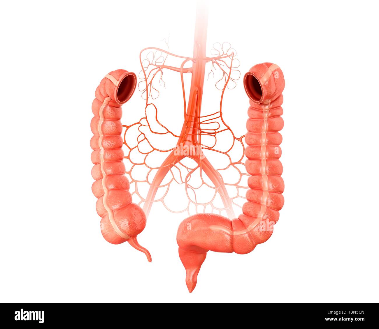Large intestine and arteries Stock Photo - Alamy