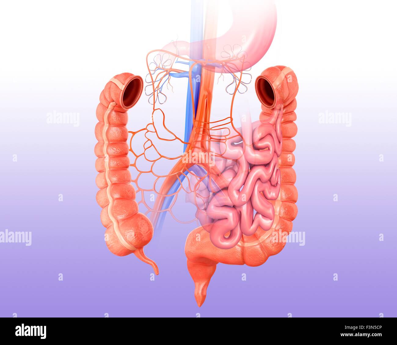 Human intestines and arteries hi-res stock photography and images - Alamy