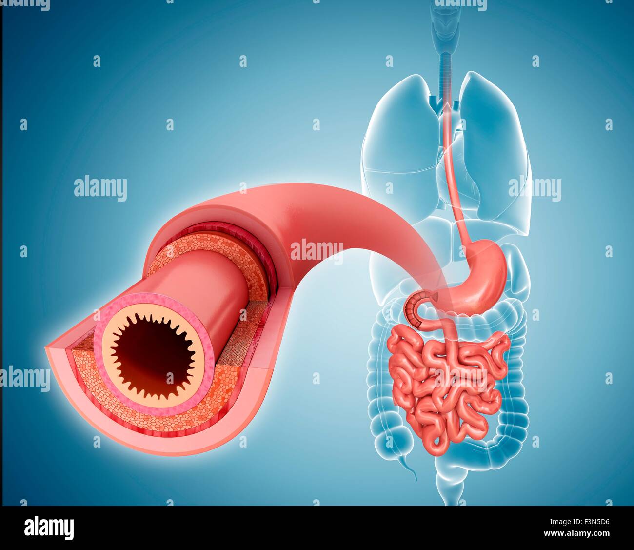 Human small intestinal wall hi-res stock photography and images - Alamy