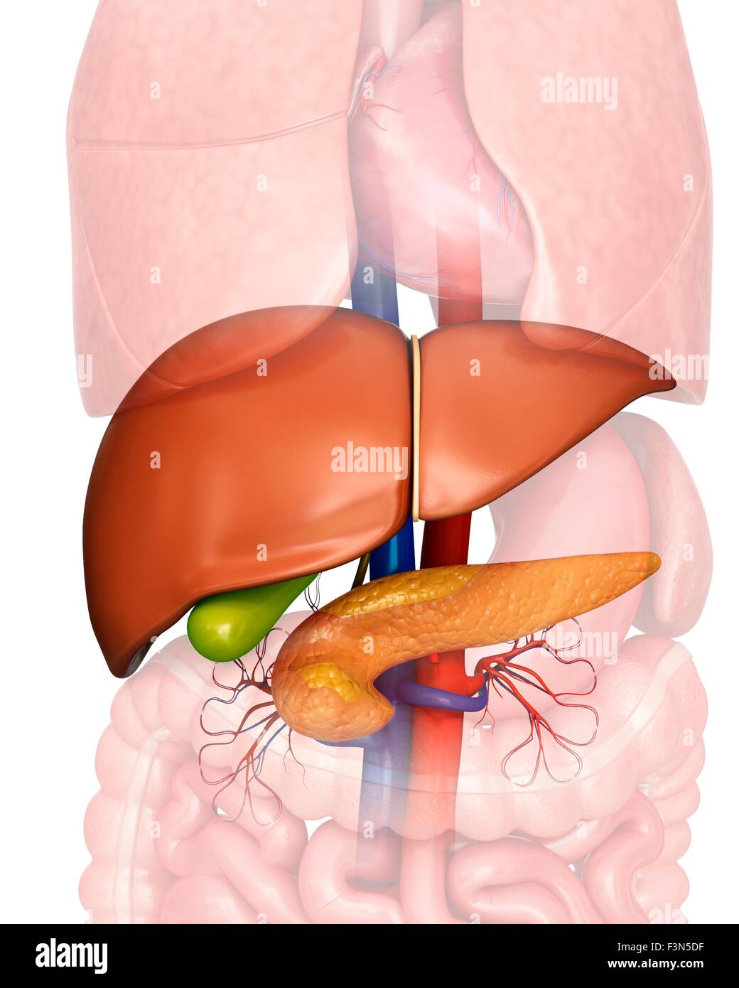 Human internal organs, illustration Stock Photo - Alamy Human internal organs, illustration Stock Photo - Alamy