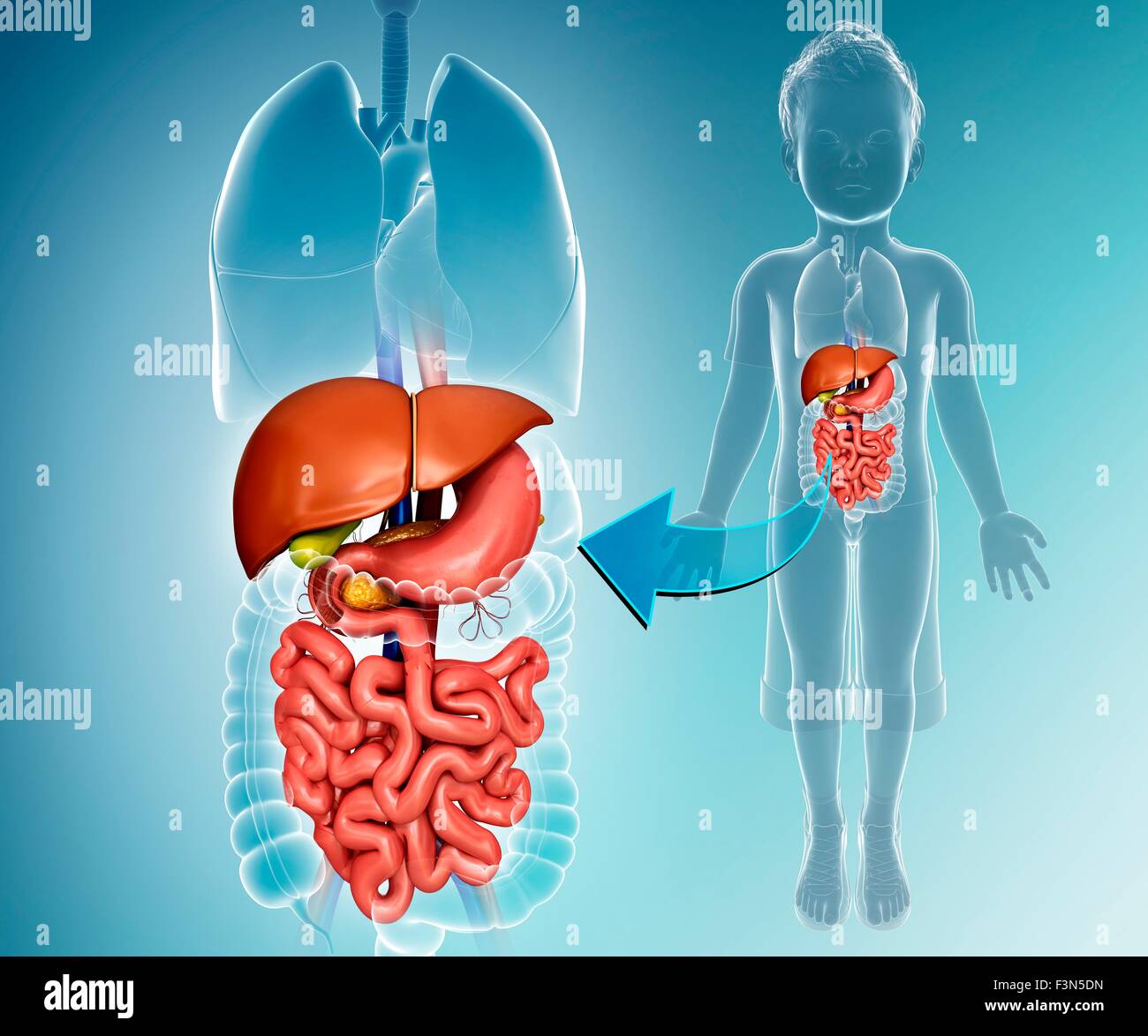 Internal organs of a child, illustration Stock Photo - Alamy