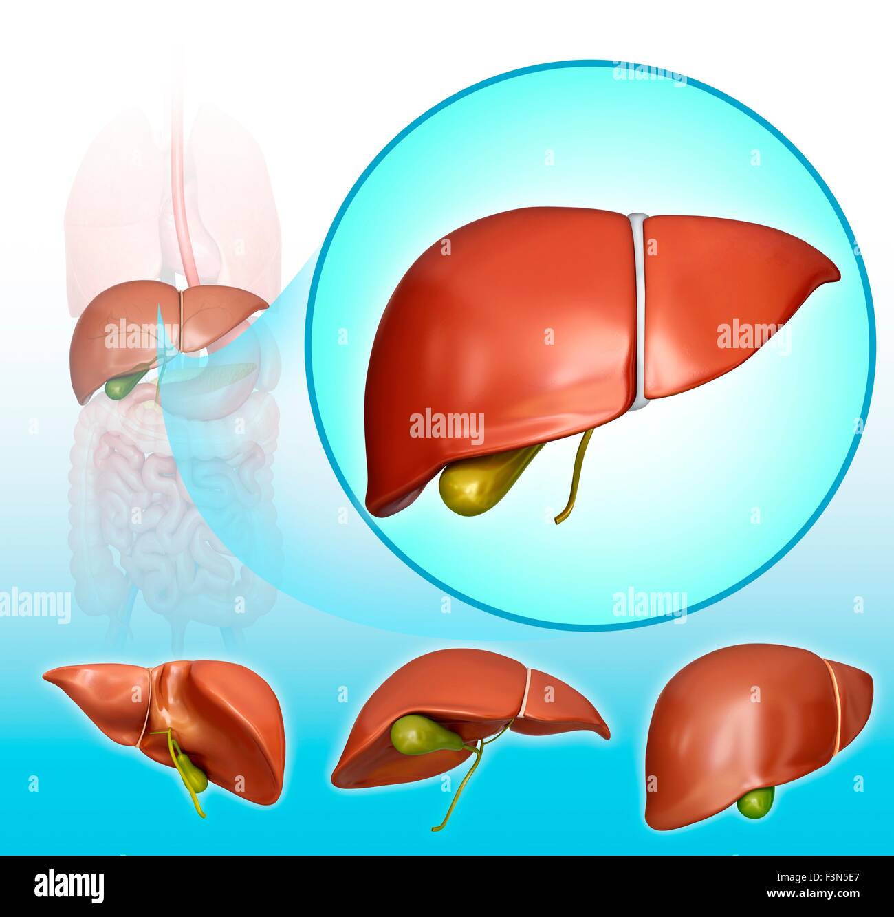 Liver and gall bladder, illustration Stock Photo - Alamy