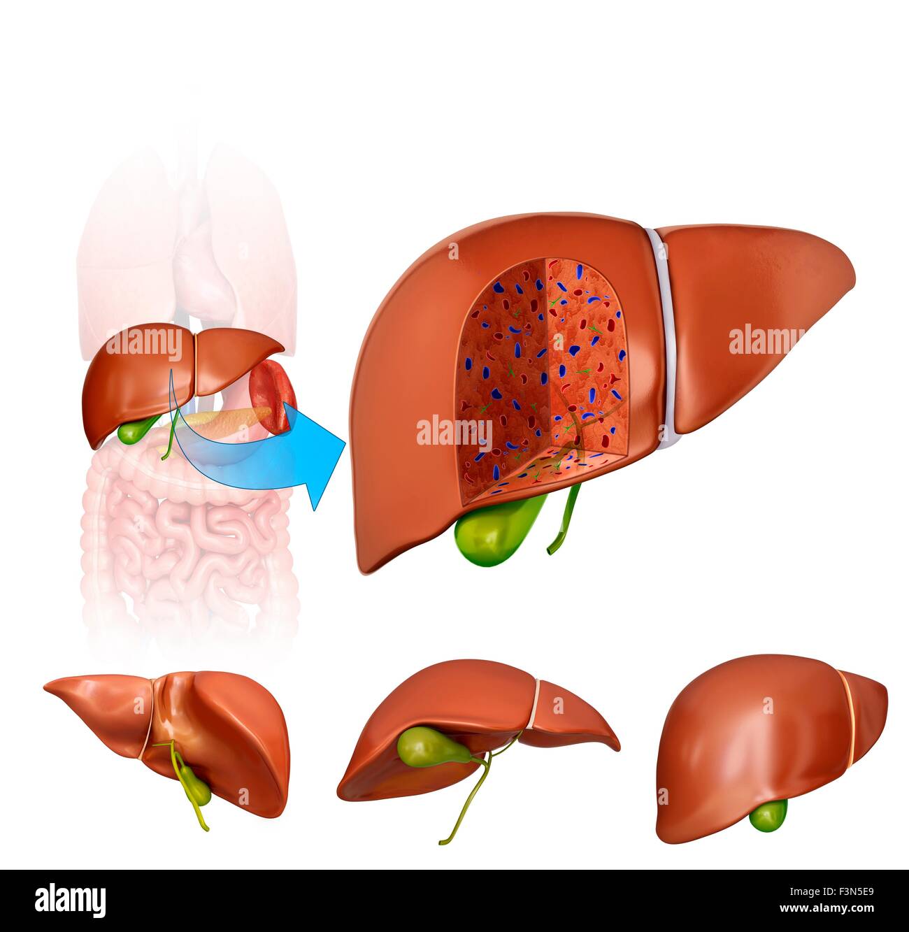 Liver and gall bladder, illustration Stock Photo - Alamy