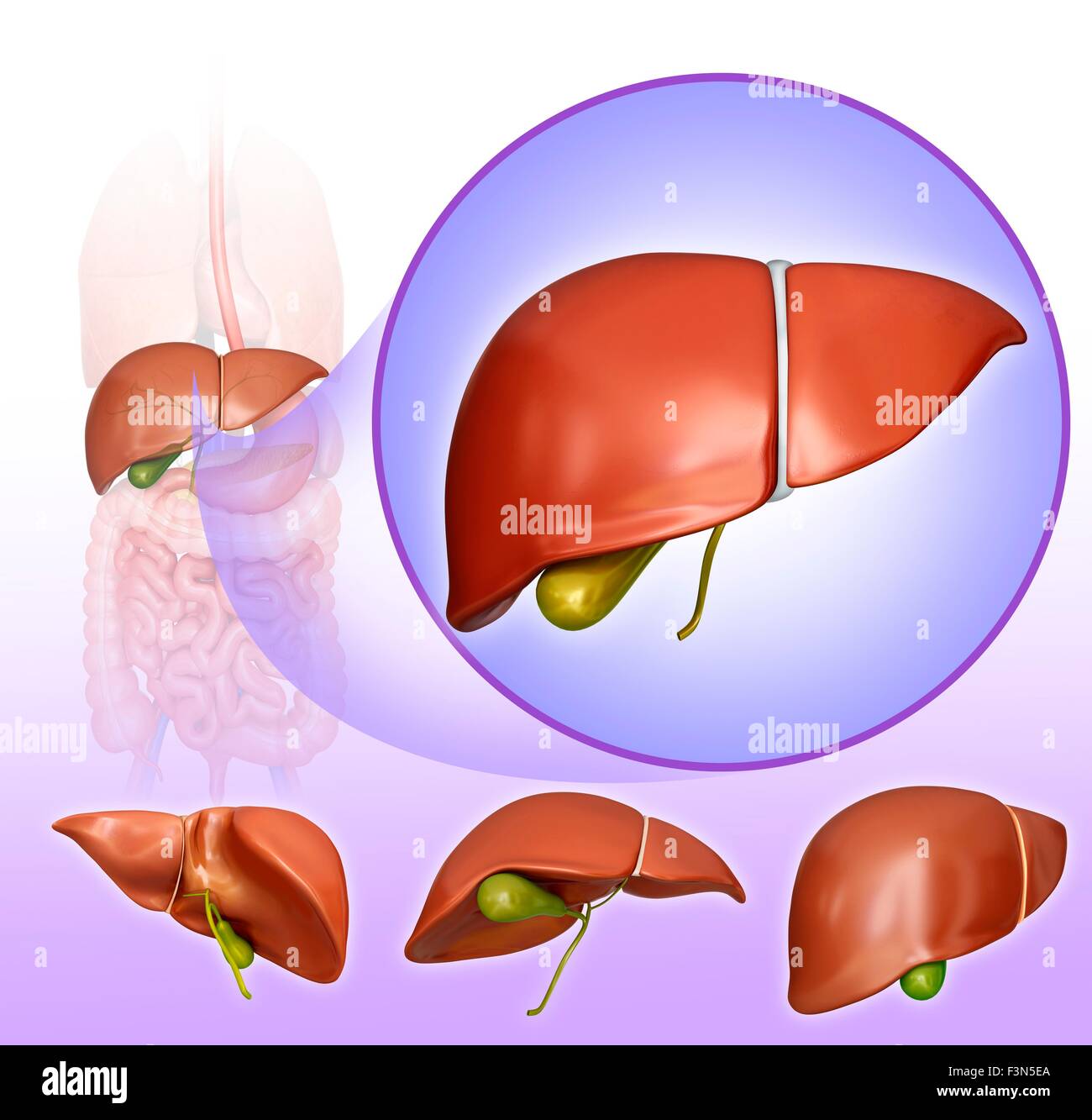 Liver and gall bladder, illustration Stock Photo - Alamy