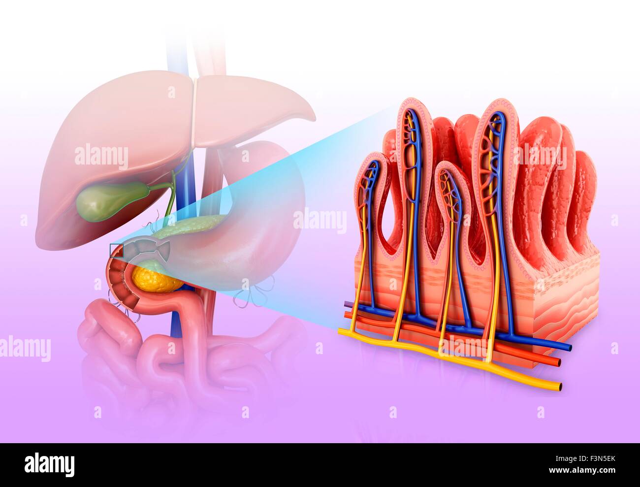 Human small intestine wall hi-res stock photography and images - Alamy
