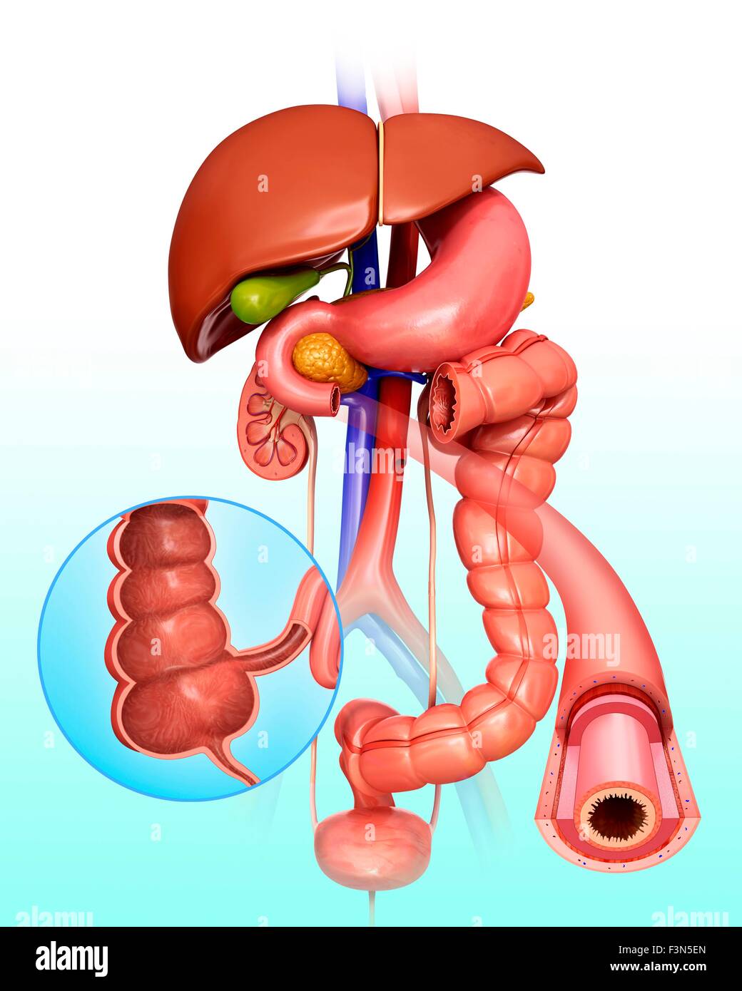 Large intestine and bladder hi-res stock photography and images - Alamy