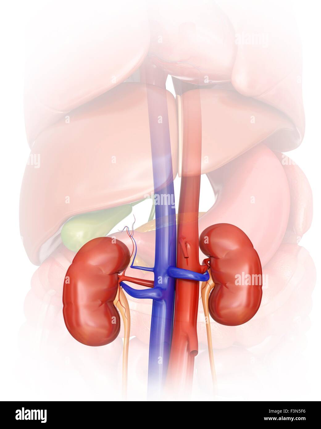 Human kidneys, illustration Stock Photo - Alamy