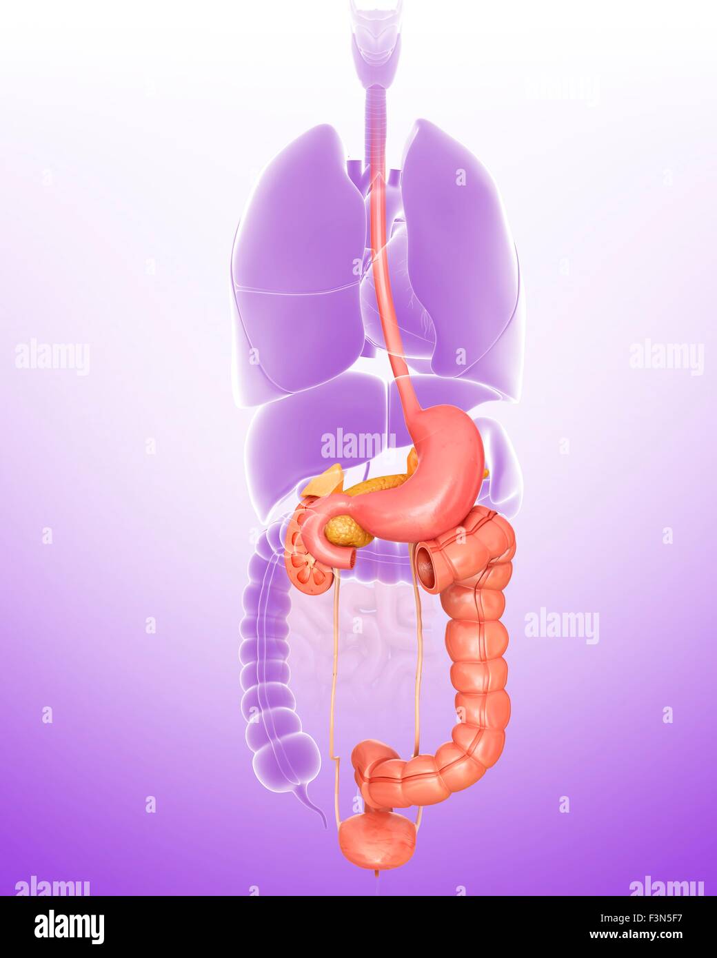 Bladder Pipe High Resolution Stock Photography and Images - Alamy