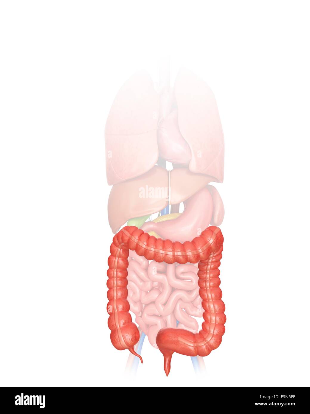 Large intestine, illustration Stock Photo - Alamy