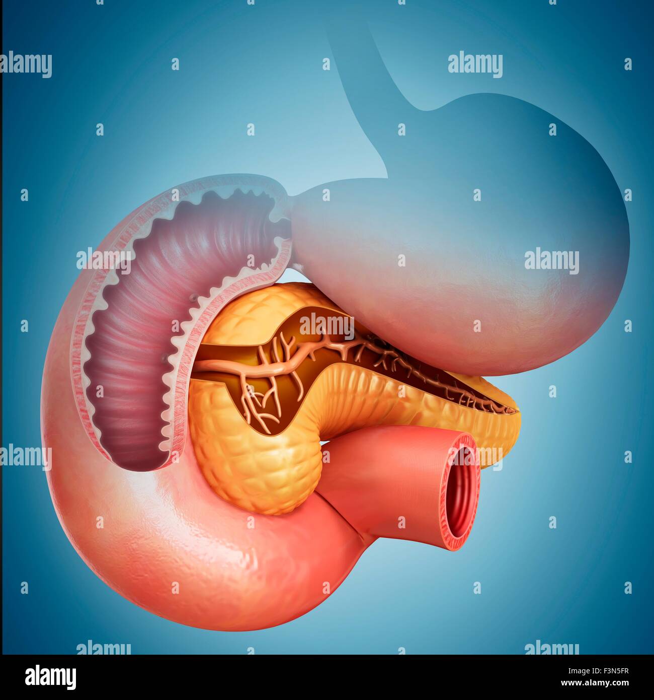 Small intestine and pancreas Stock Photo - Alamy