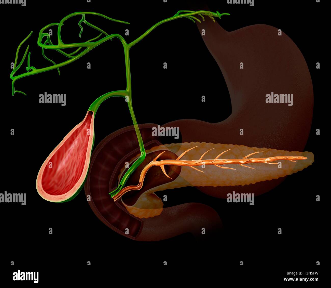 Gall bladder and pancreas, illustration Stock Photo - Alamy