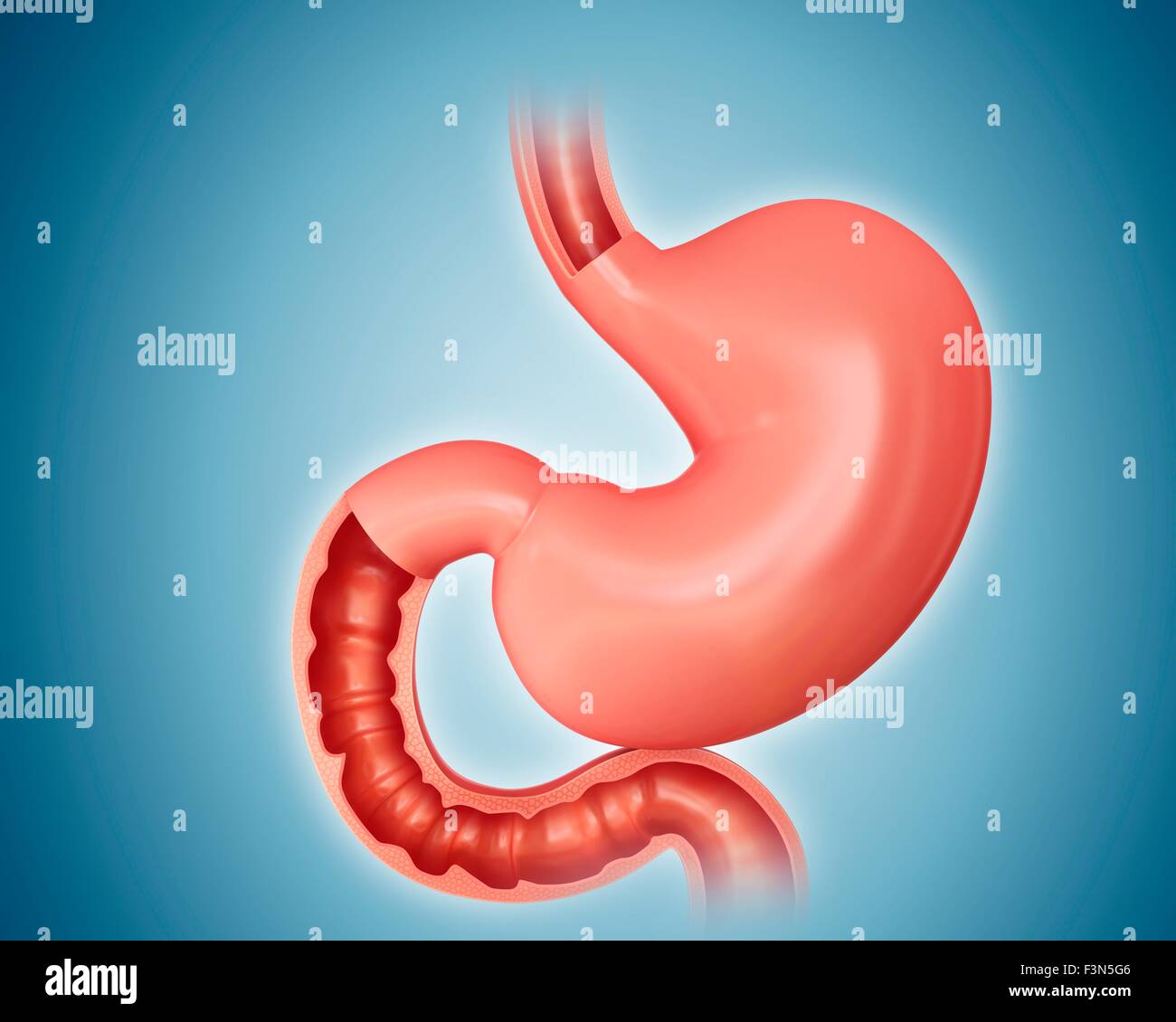 Cross section of small intestine hi-res stock photography and images ...