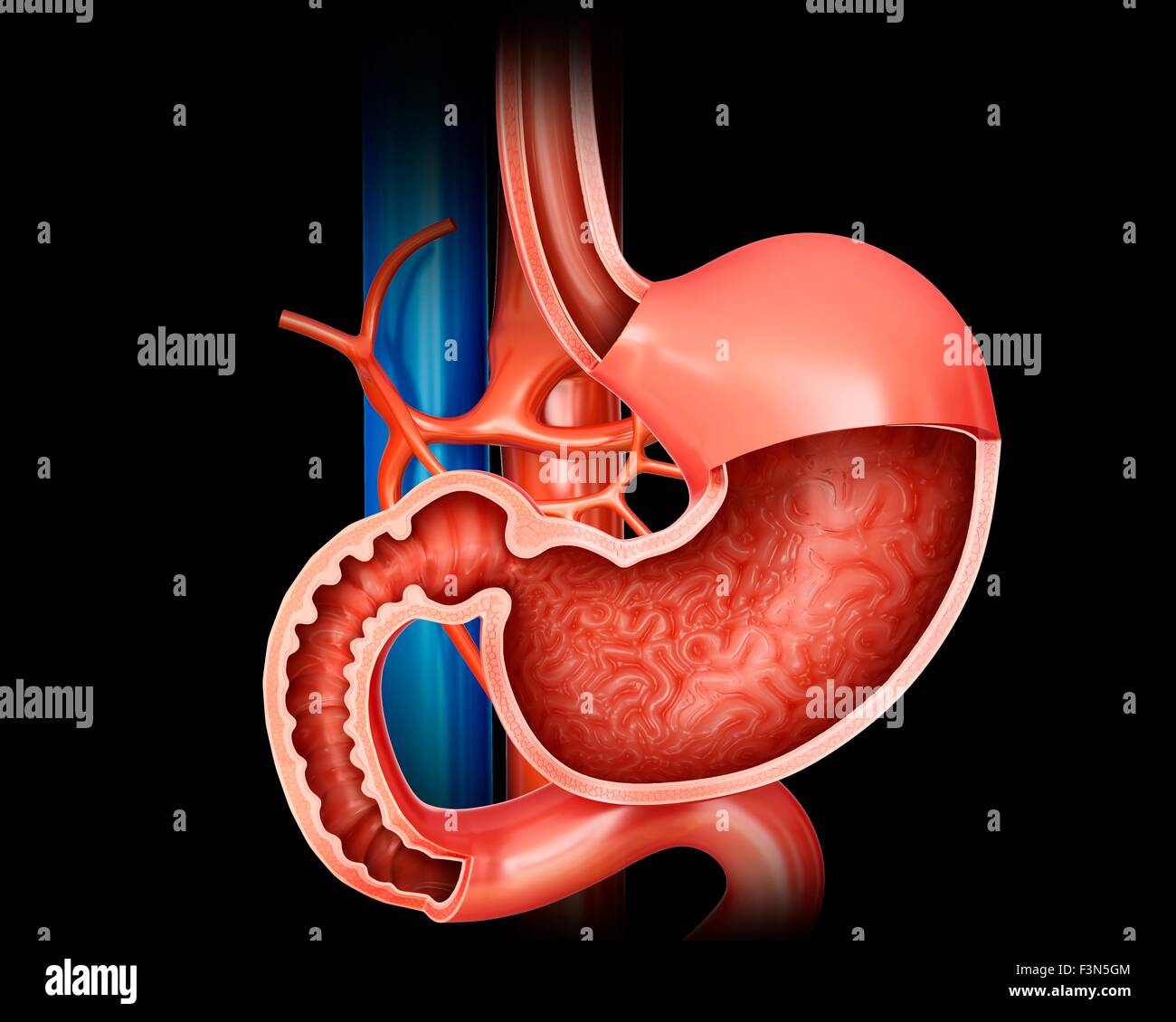 Stomach and small intestine, illustration Stock Photo - Alamy