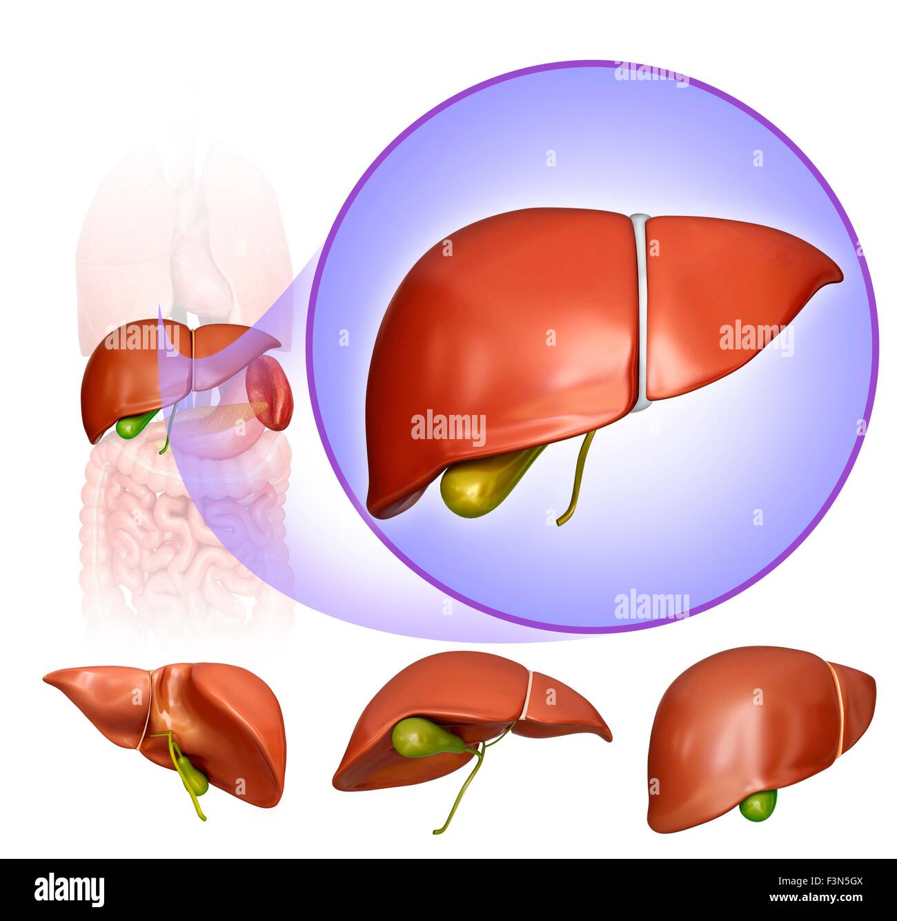 Liver and gall bladder, illustration Stock Photo - Alamy