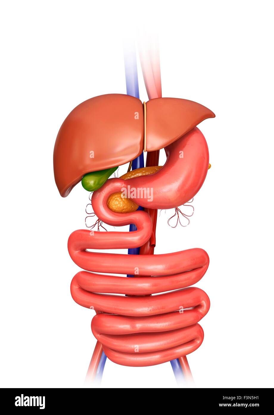 Human internal organs, illustration Stock Photo - Alamy