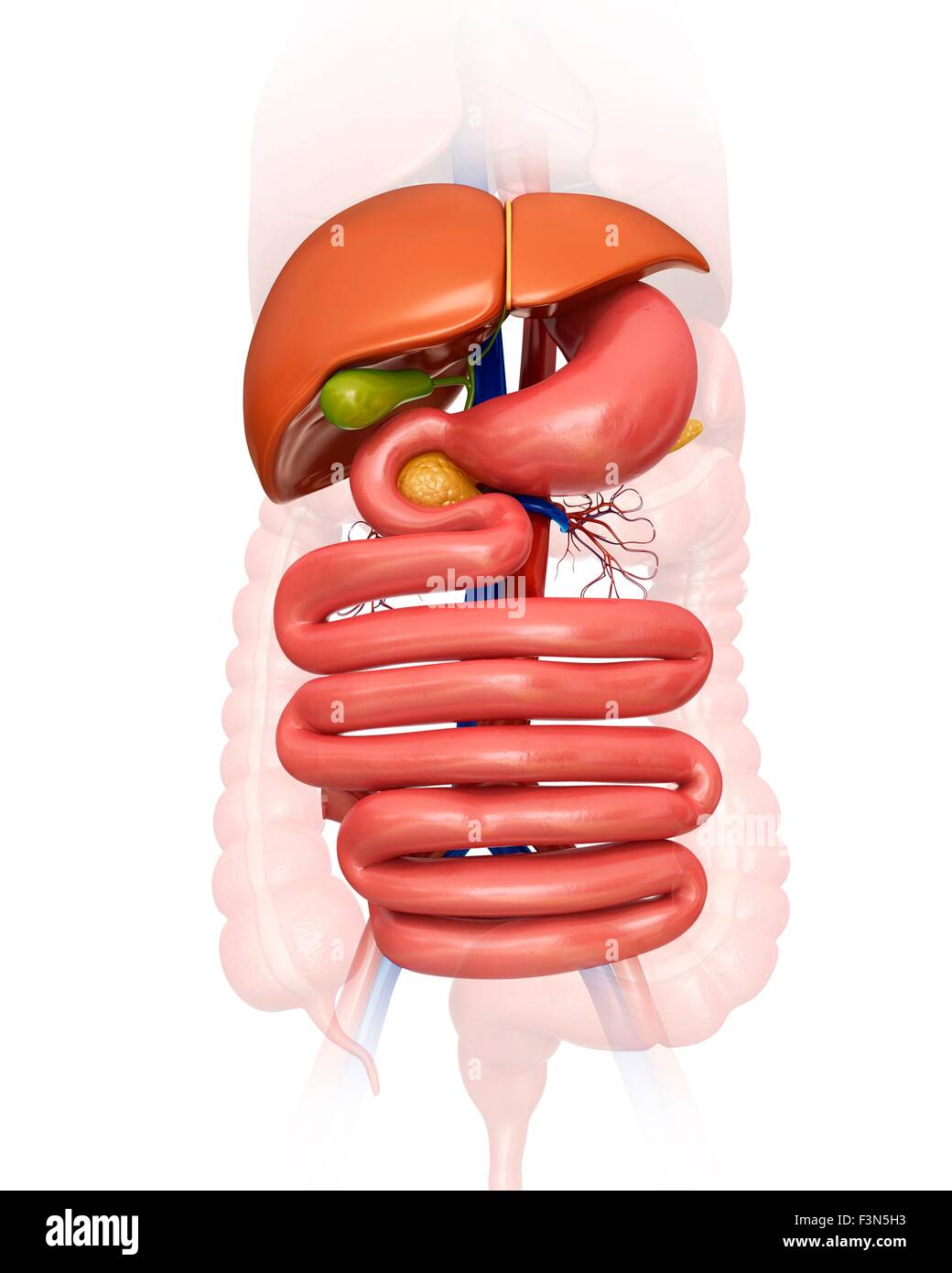 Human internal organs Cut Out Stock Images & Pictures - Alamy