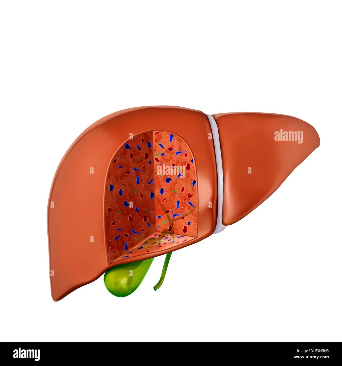 Cross section of liver, illustration Stock Photo - Alamy