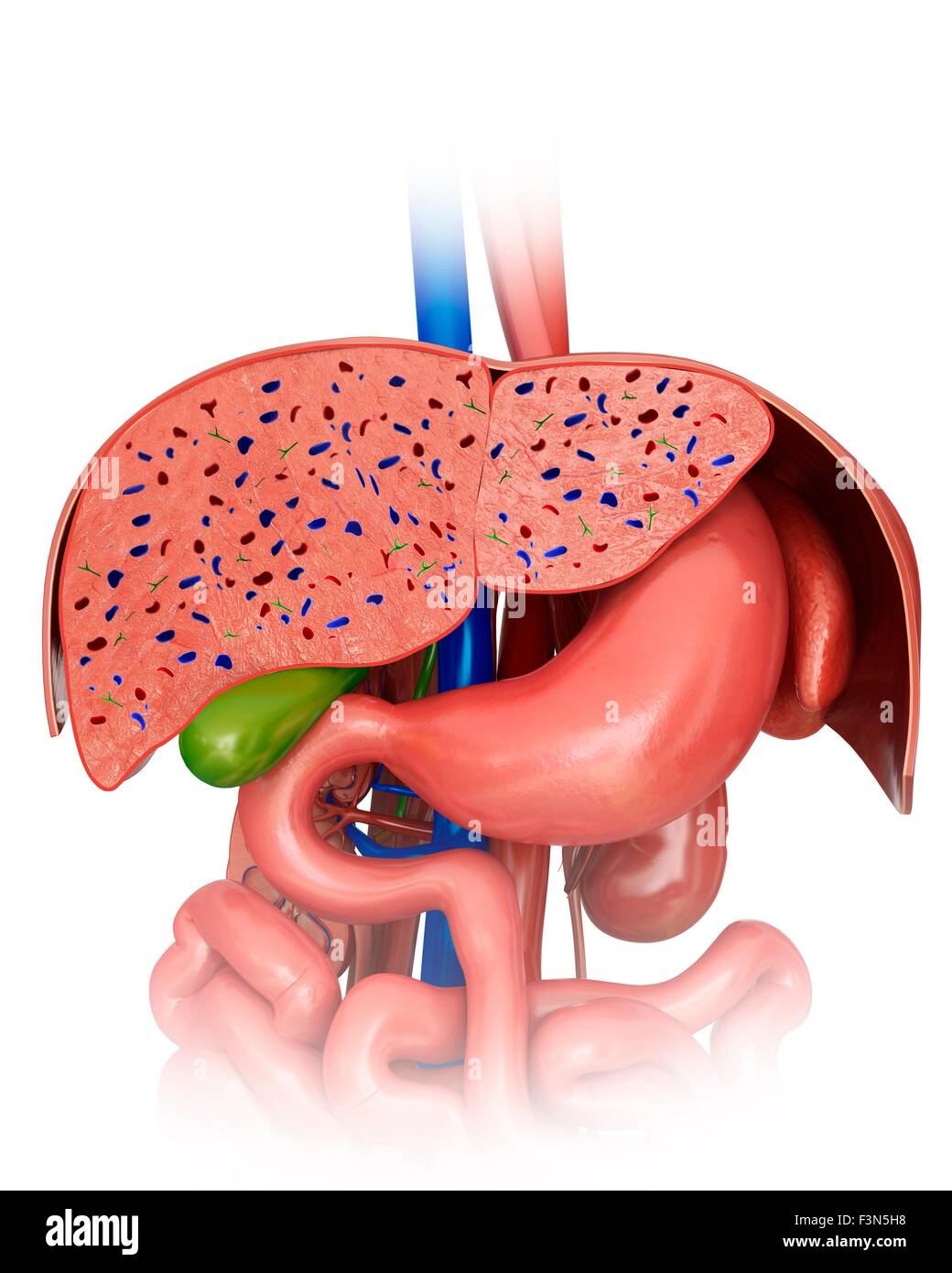 Cross section of liver, illustration Stock Photo - Alamy