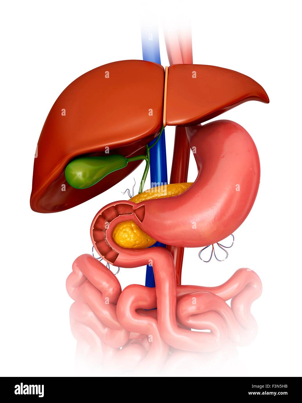 Human internal organs, illustration Stock Photo - Alamy
