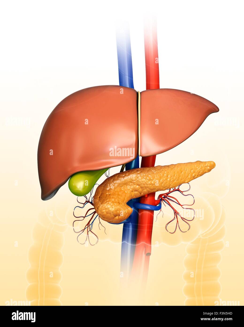 Human internal organs, illustration Stock Photo - Alamy