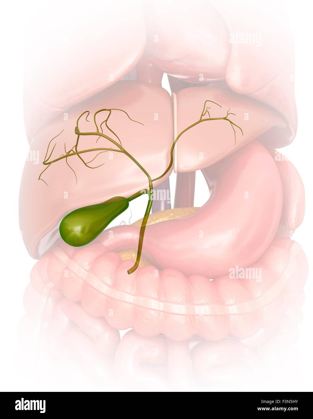 Human gall bladder, illustration Stock Photo - Alamy