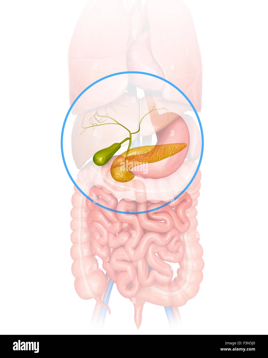 Pancreas and gall bladder, illustration Stock Photo - Alamy