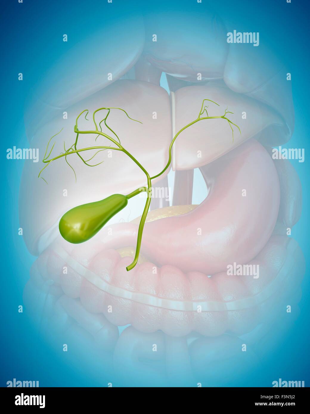 Human gall bladder, illustration Stock Photo - Alamy