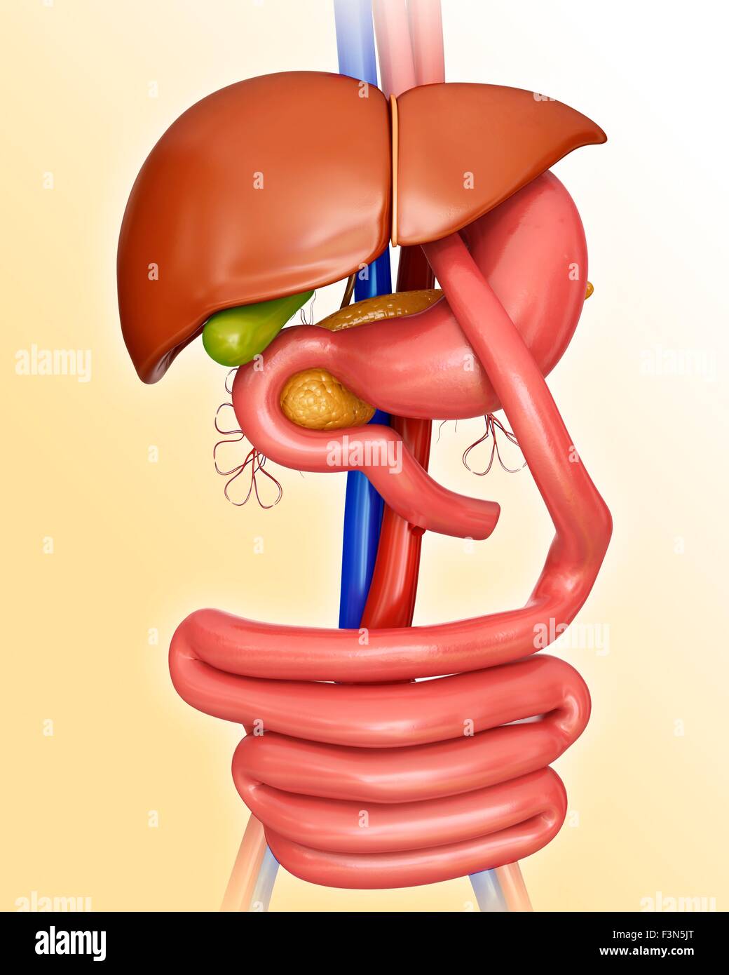Roux en y gastric bypass hi-res stock photography and images - Alamy