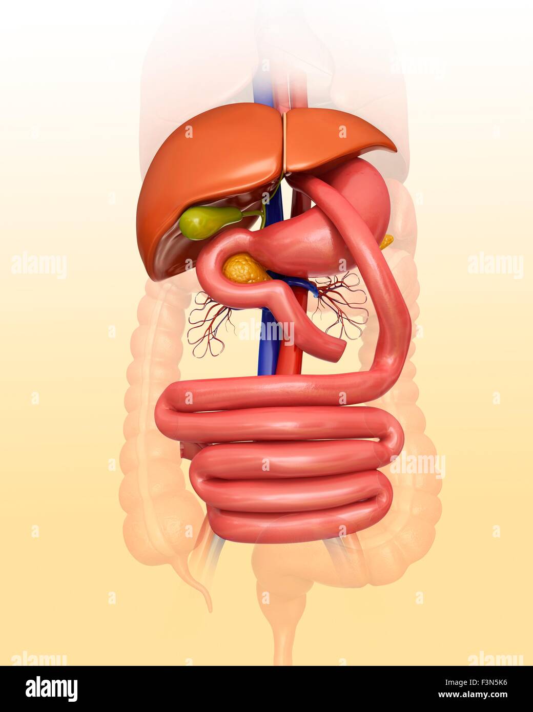 Gastric bypass illustration hi-res stock photography and images - Alamy