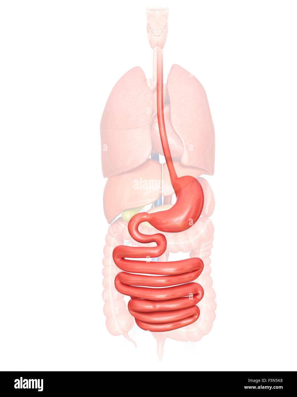 Intestines anatomy hi-res stock photography and images - Alamy