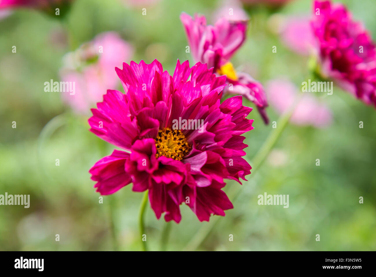 Beautiful cosmos flowers in garden hi-res stock photography and images ...