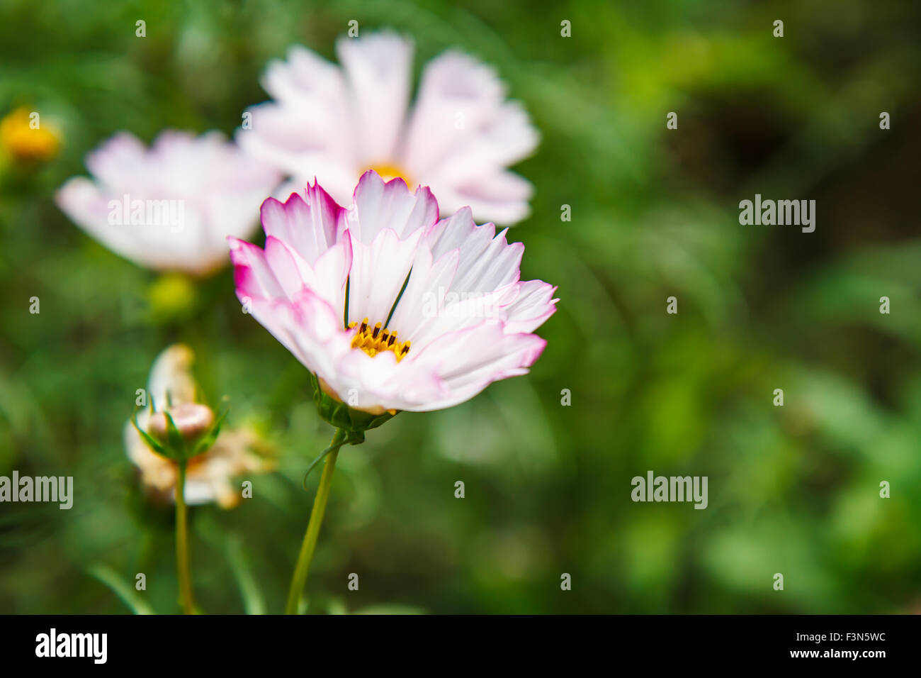 Beautiful cosmos flowers in garden hi-res stock photography and images ...
