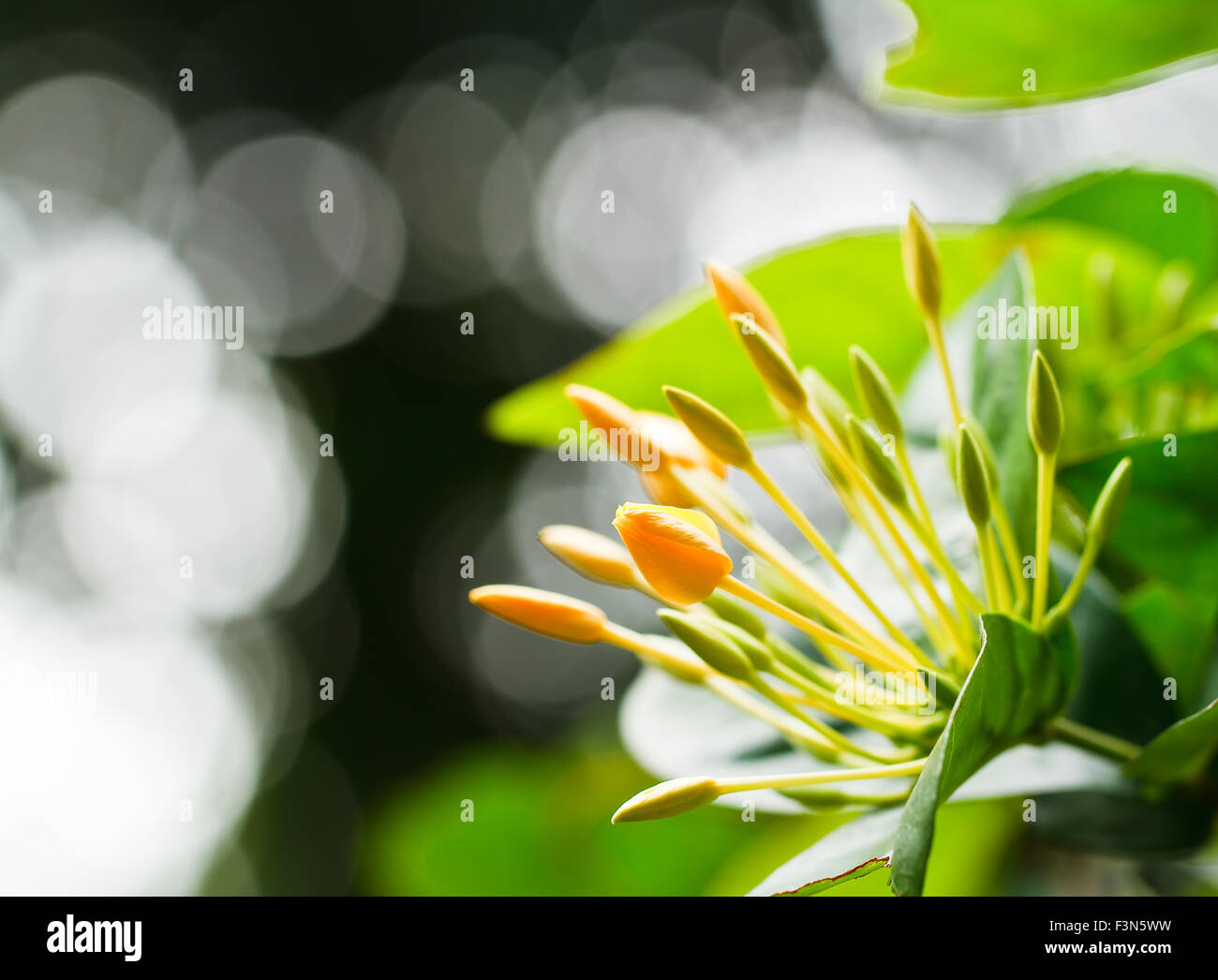 Yellow flower spike hi-res stock photography and images - Alamy