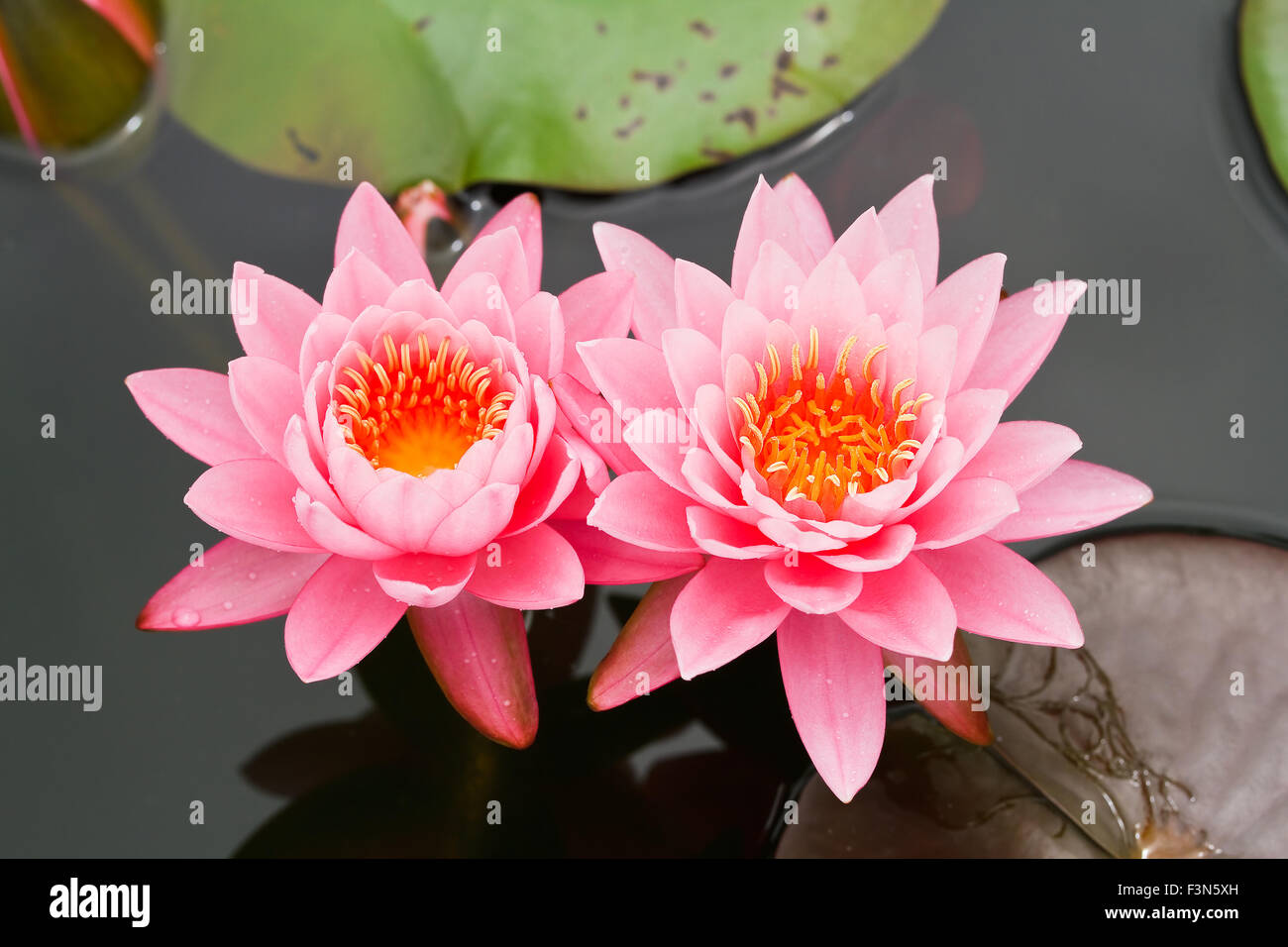 Pink Water Lily Stock Photo - Alamy