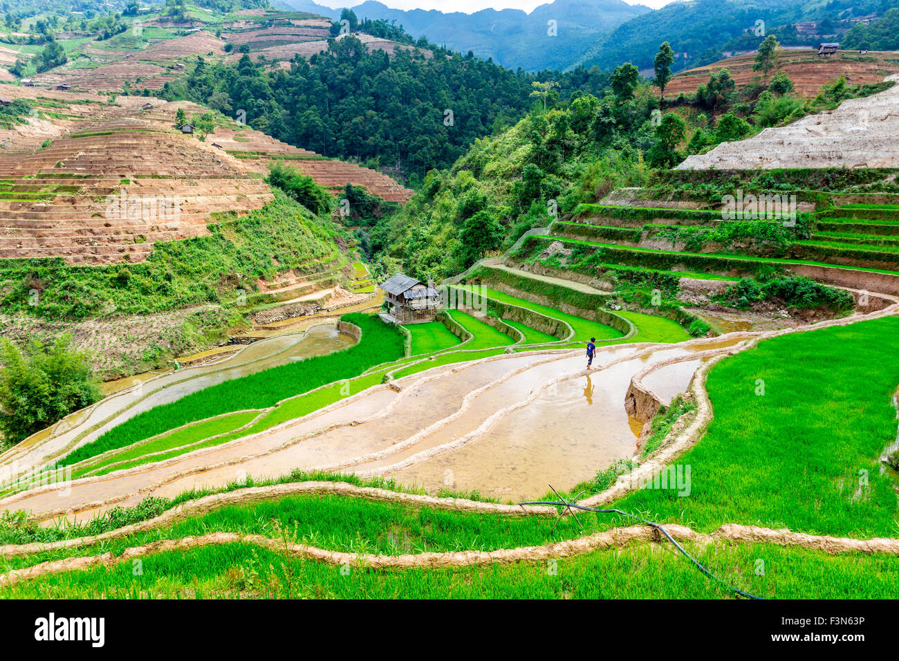 Rice fields on mountains Stock Photo - Alamy