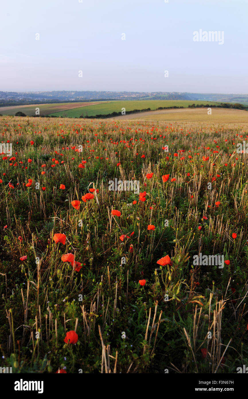 Brighton Sussex UK Saturday 10th October 2015 - A field of poppies has ...
