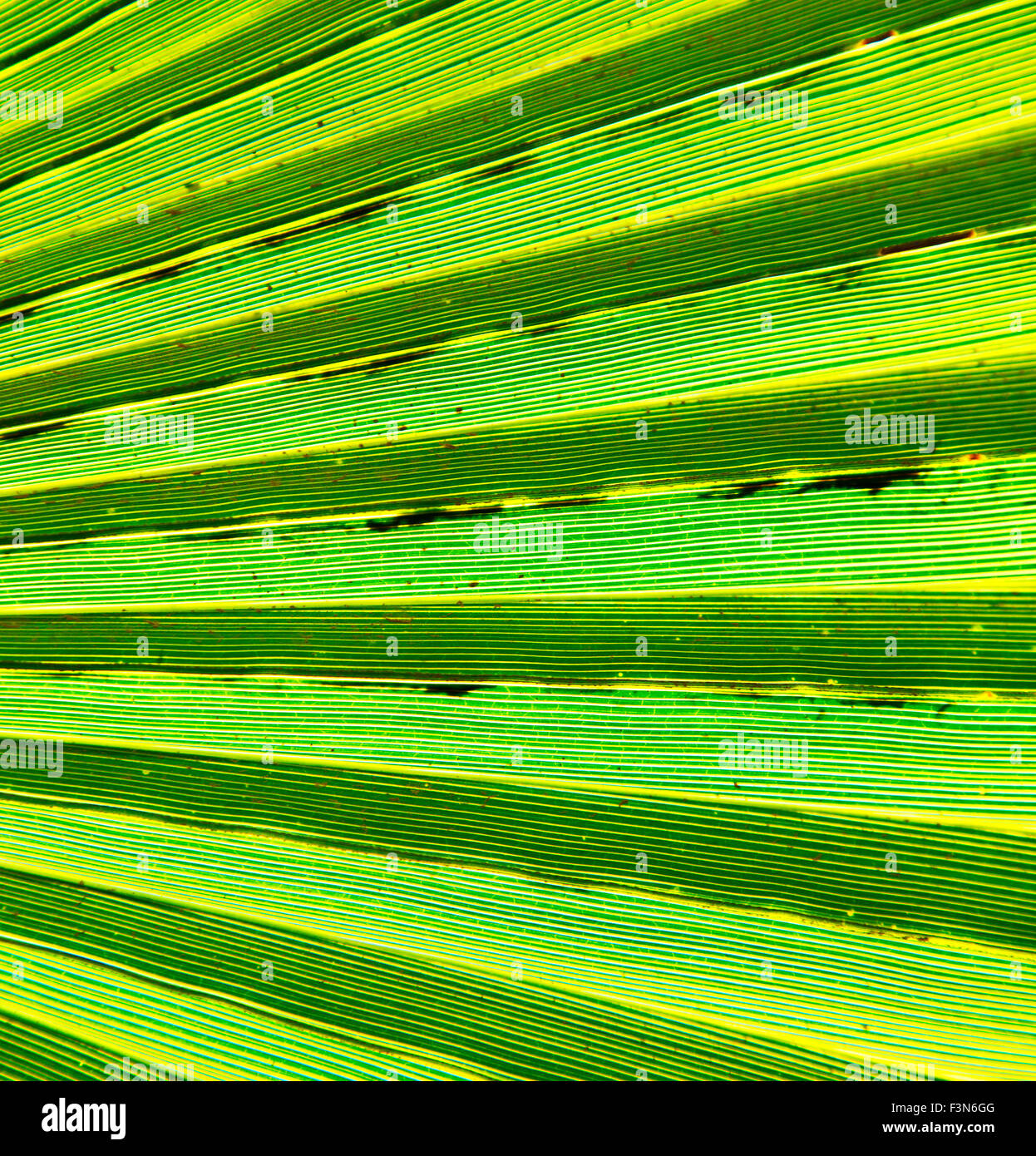abstract green leaf in the light and shadow morocco africa Stock Photo ...