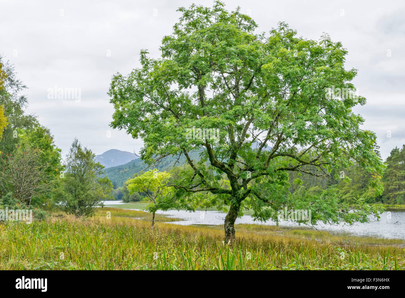 GREAT GLEN WAY OR TRAIL LAGGAN TO FORT AUGUSTUS SCOTLAND ASH TREE ...